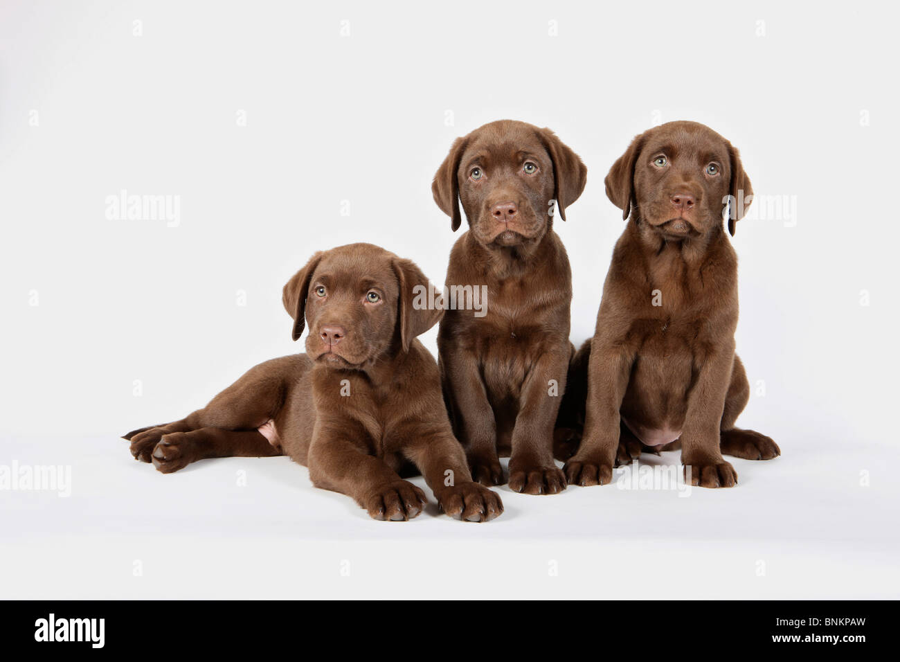 Labrador puppies cutout hi-res stock photography and images - Alamy
