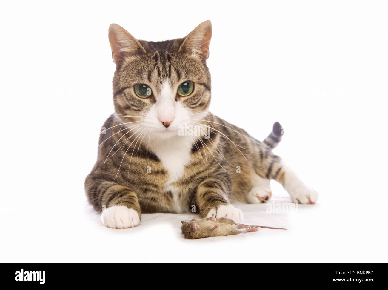 With a dead mouse hi-res stock photography and images - Alamy