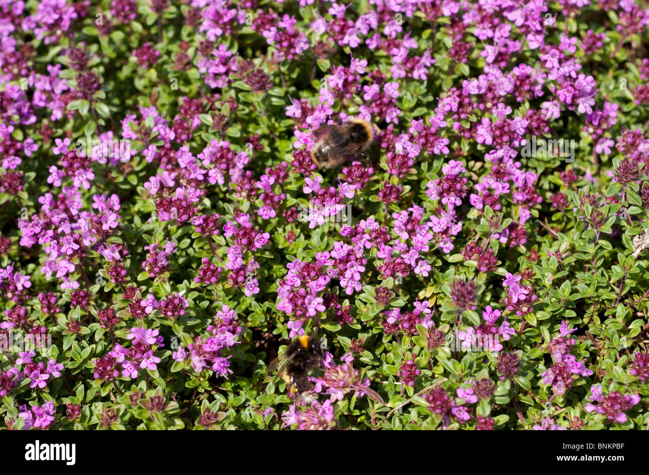 Flowering thyme Thymus Coccineus Group Stock Photo - Alamy