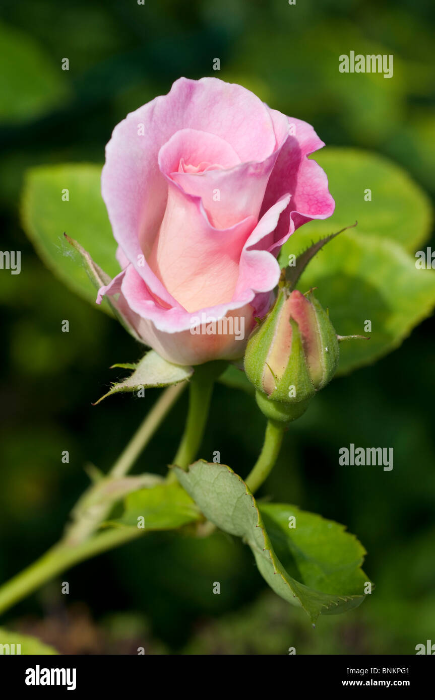 Rose Rosa Marinette Auscam Stock Photo - Alamy