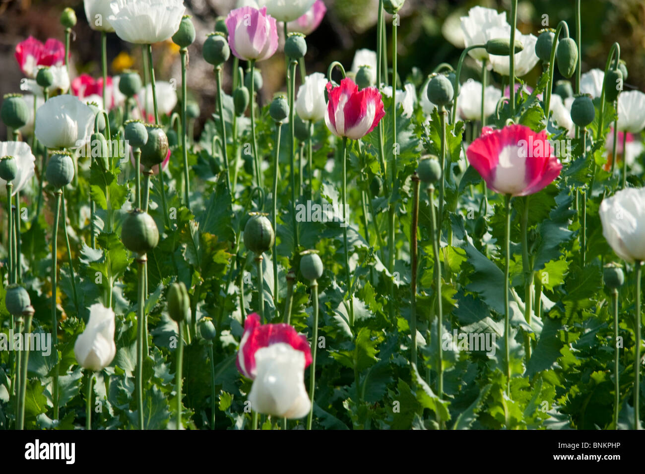 Opium poppy flowers, Chiang Mai, Thailand Stock Photo - Alamy
