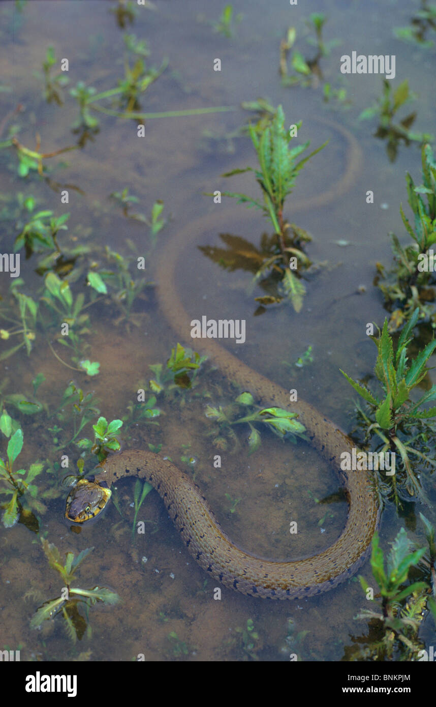 Grass snake in the water / Natrix natrix Stock Photo - Alamy