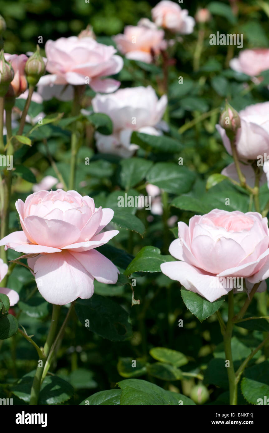 Rosa queen of hi-res stock photography and images - Alamy