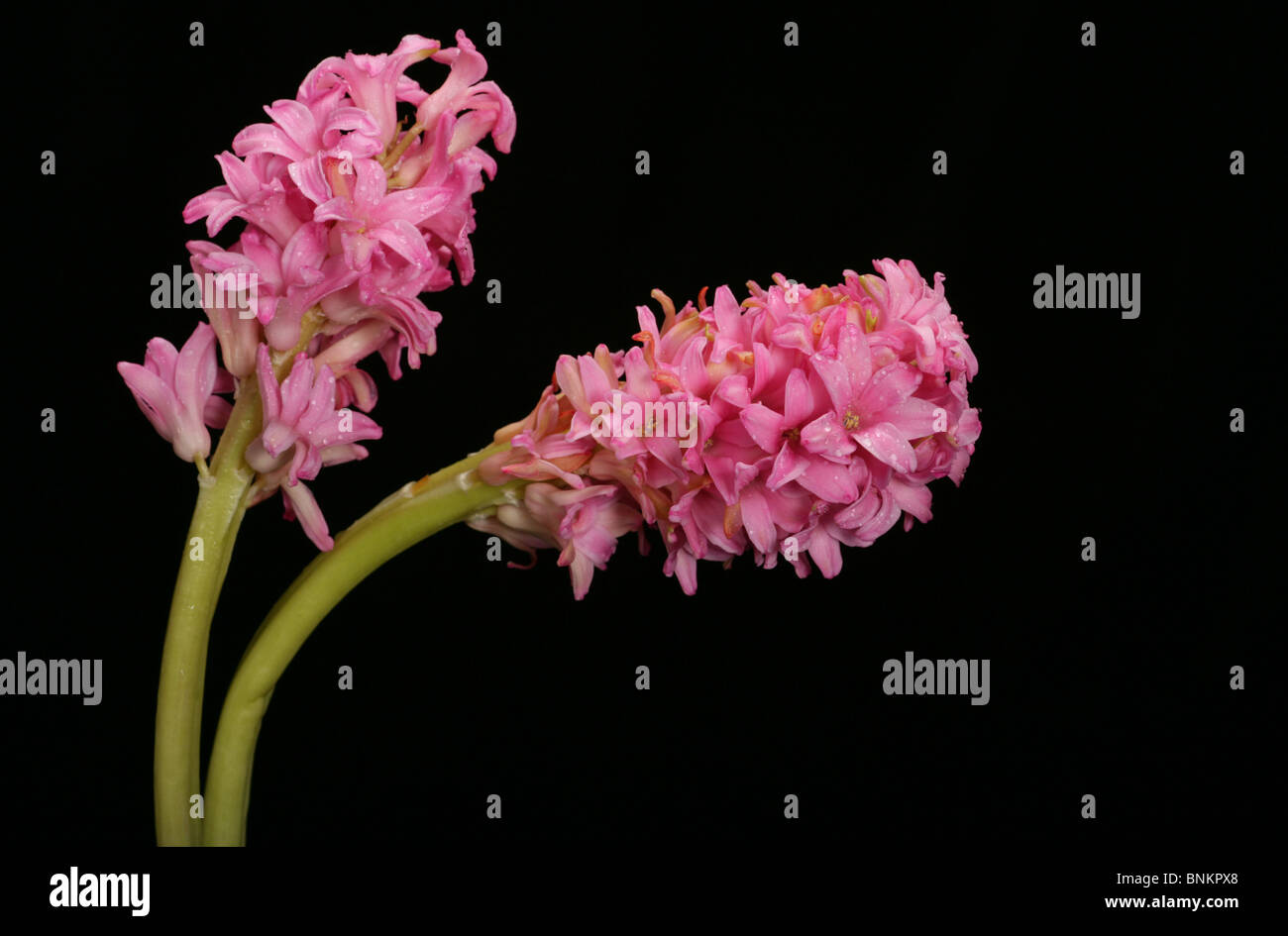 fuchsia hyacinth stem double Stock Photo - Alamy