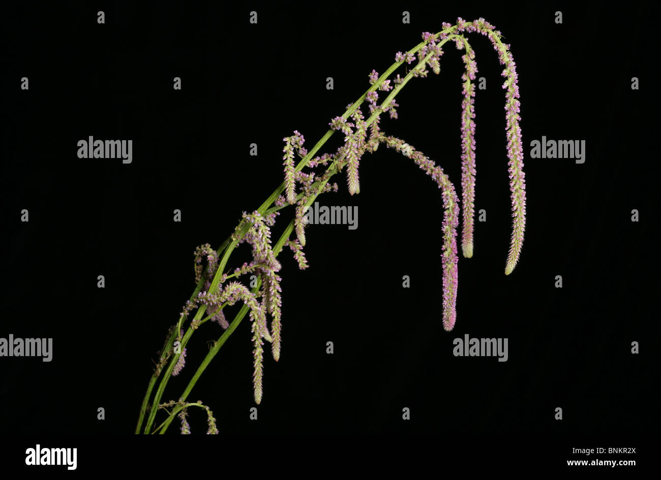 Droopy purple flowers hi-res stock photography and images - Alamy