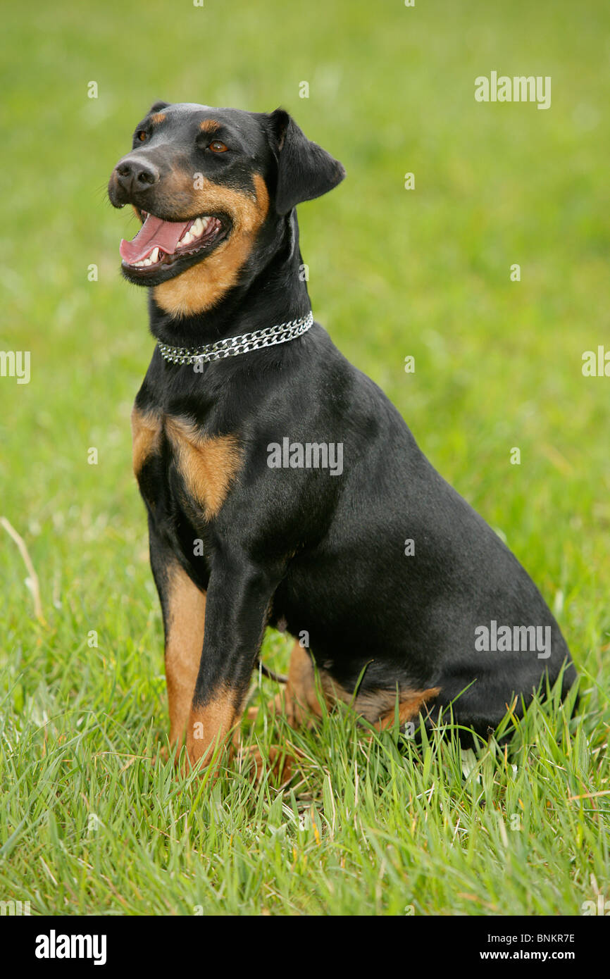 Jagdterrier dog sitting meadow Stock Photo - Alamy