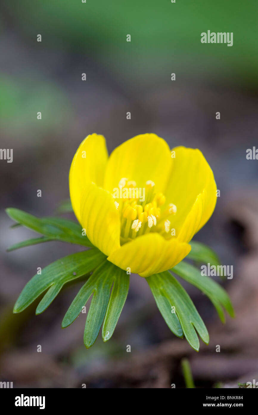 Yellow aconite hi-res stock photography and images - Alamy