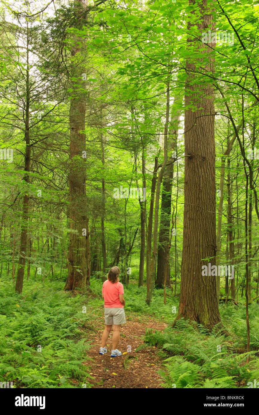 A hiker admires the tall hemlock trees in Cathedral State Park ...