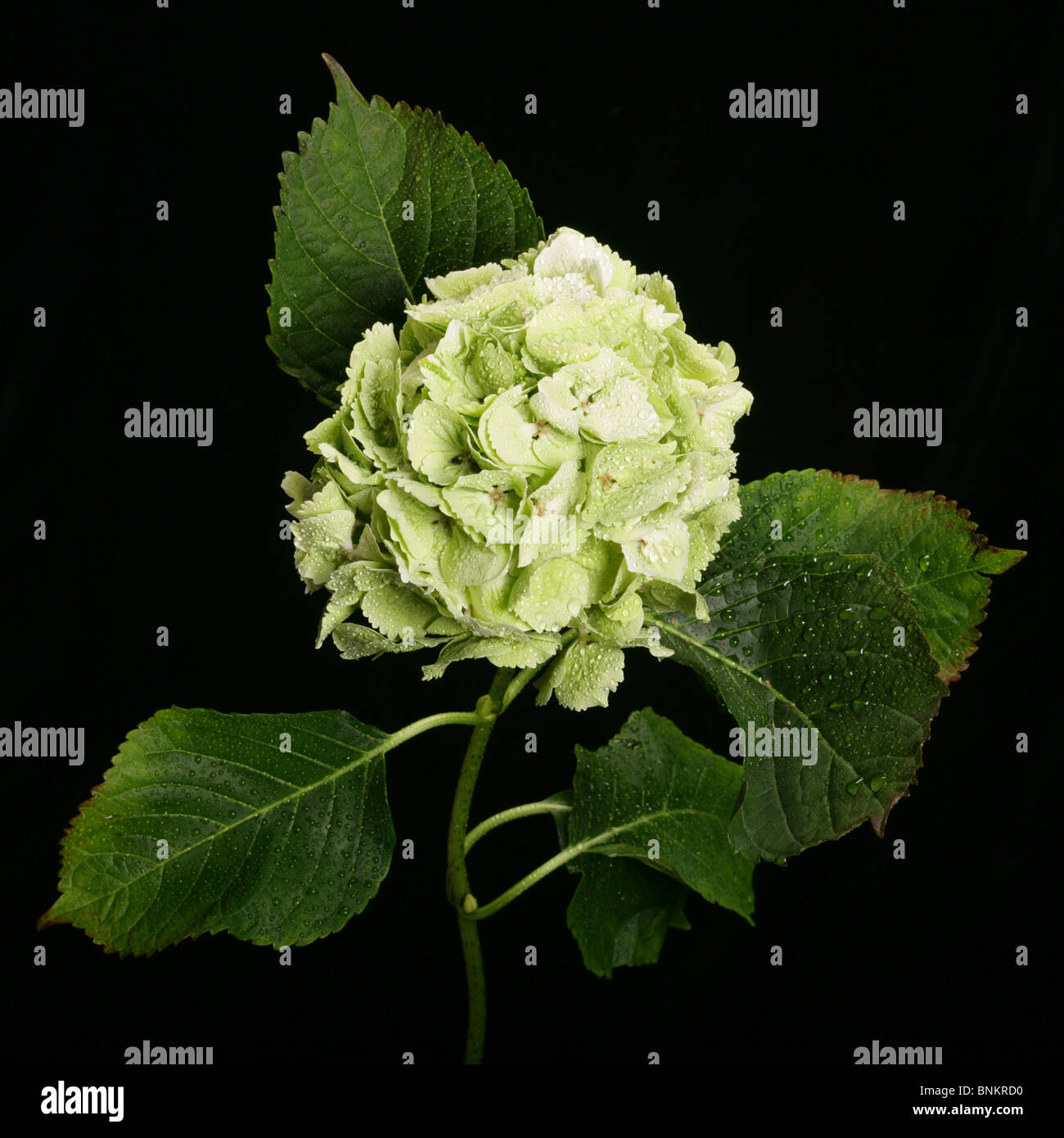 green hydrangea closeup Stock Photo - Alamy