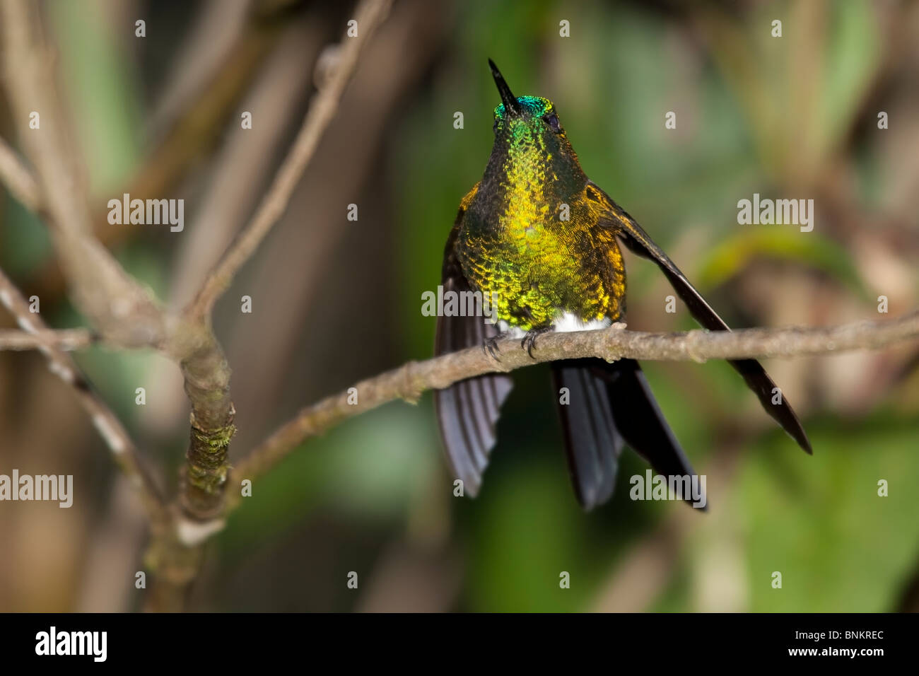 Golden-breasted Puffleg (Eriocnemis mosquera Stock Photo - Alamy