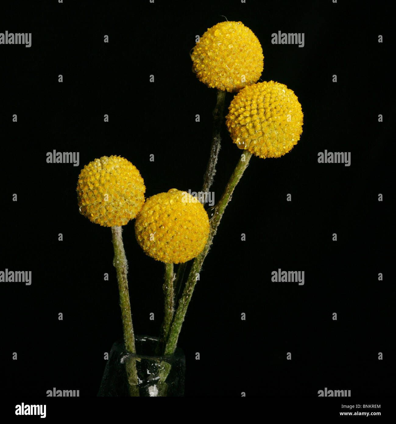 yellow ball flowers Stock Photo - Alamy
