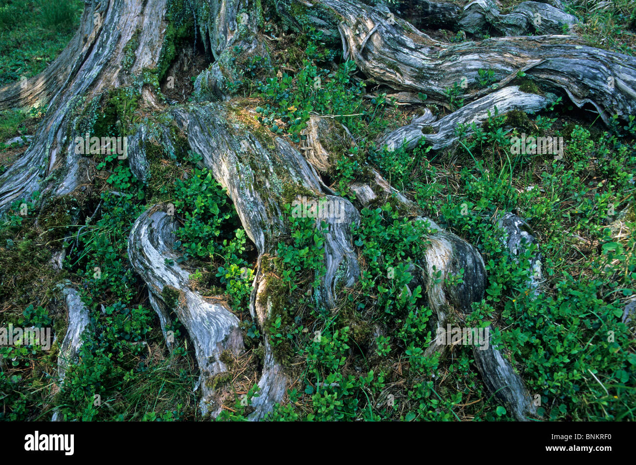 Nature physical detail root rhizome wood forest tree green roots close ...