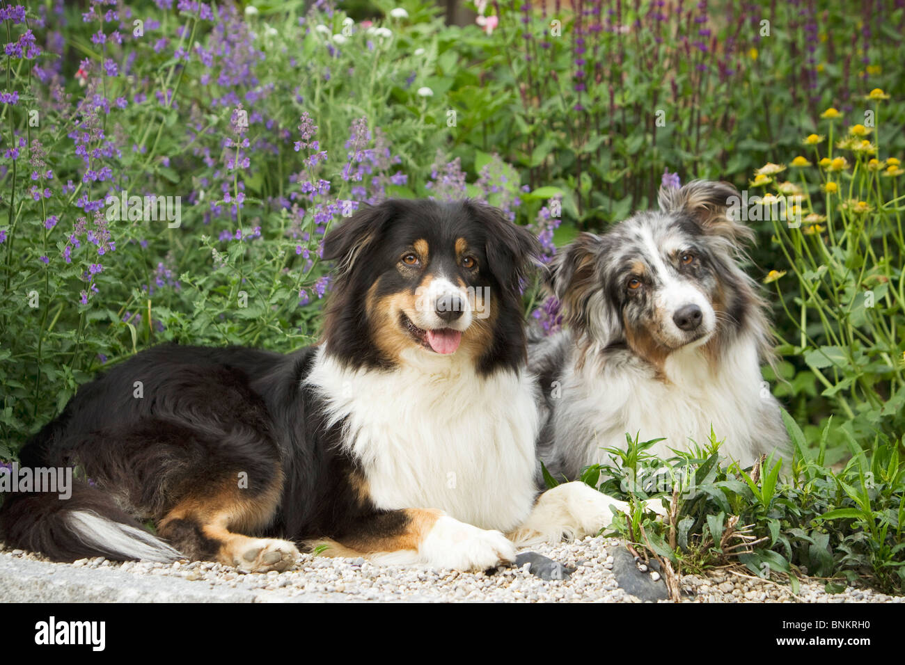 two Australian Shepherd dogs lying between flowers Stock Photo - Alamy