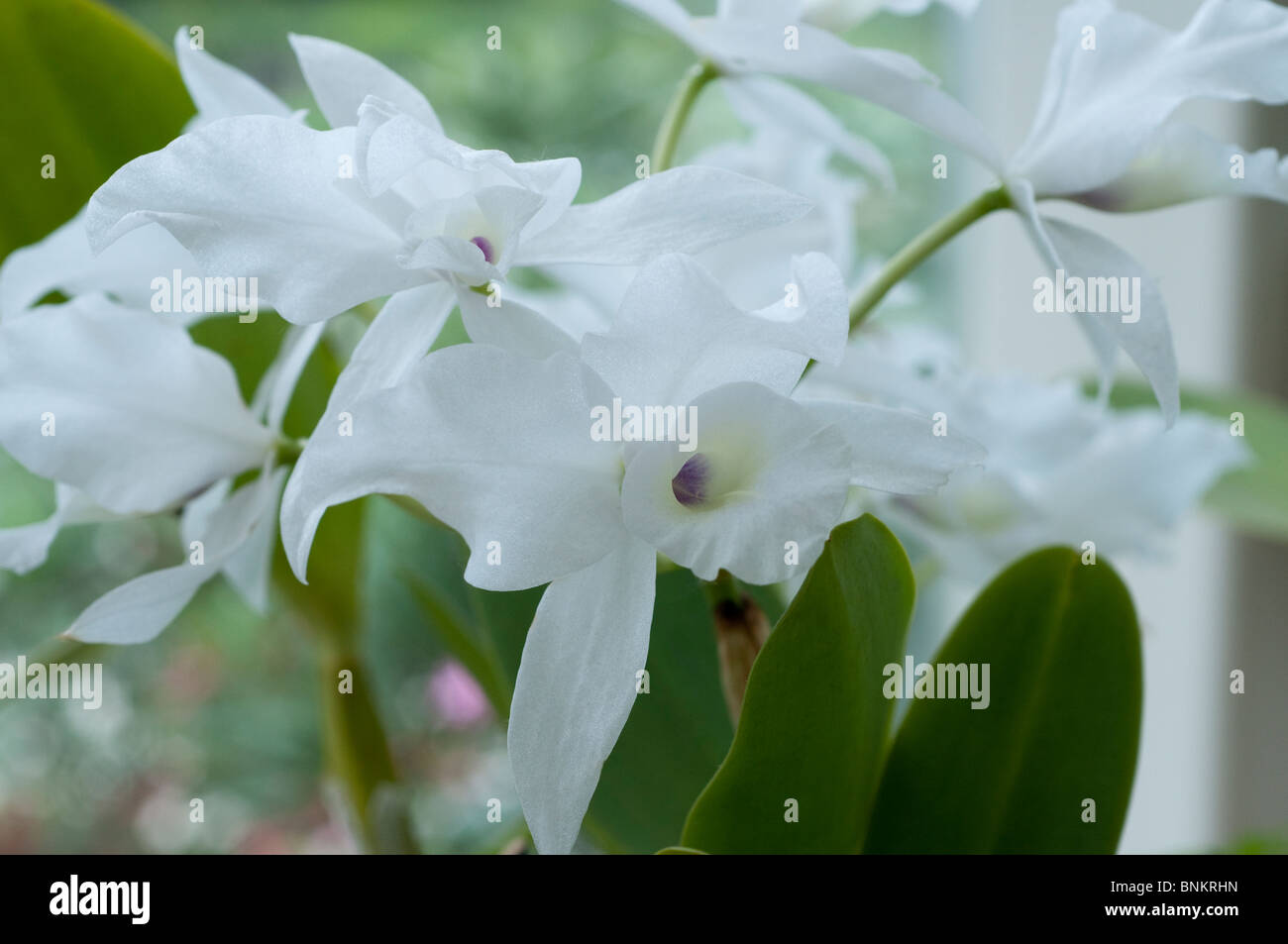 White cattleya orchid hi-res stock photography and images - Alamy