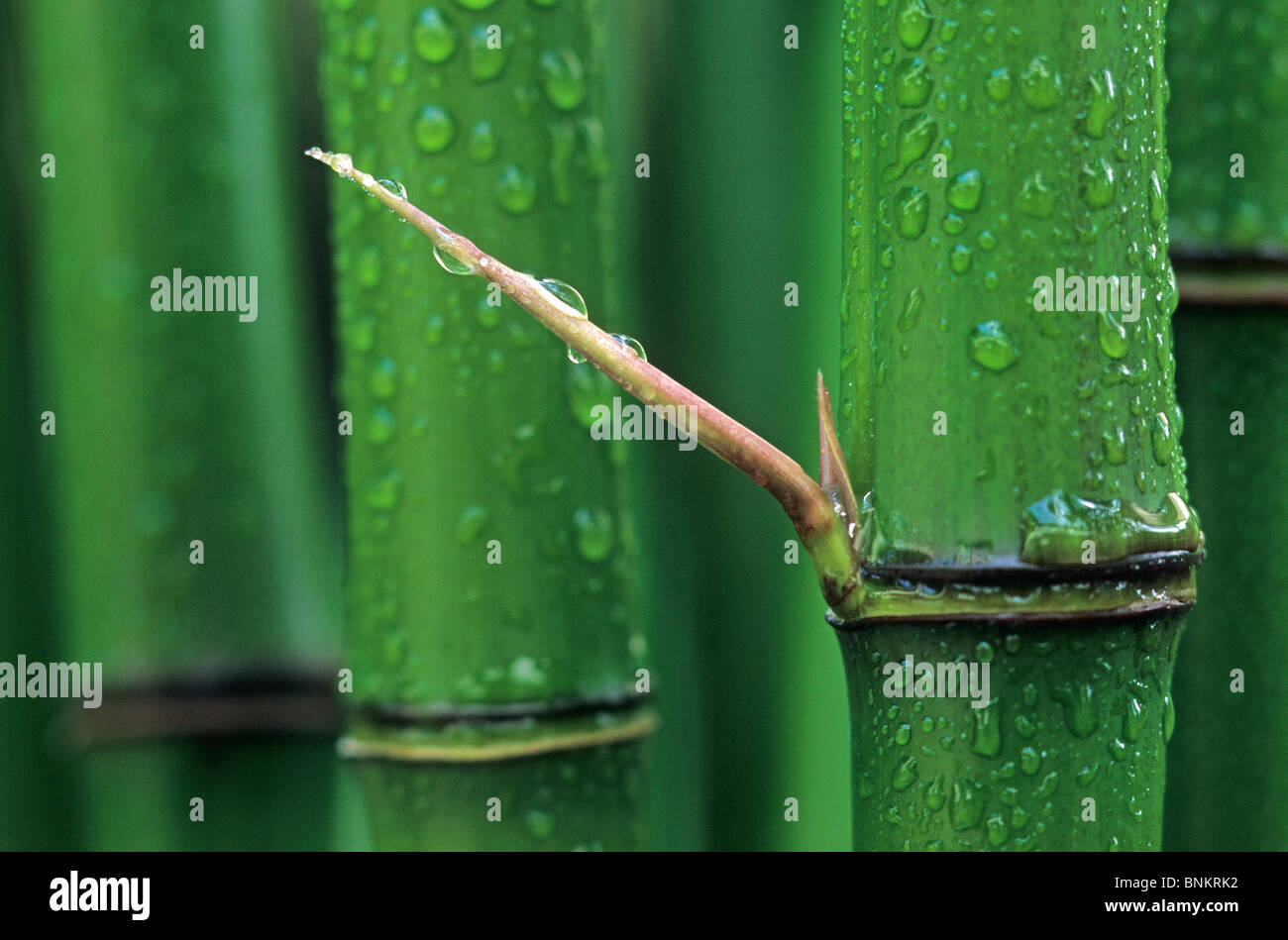 Nature physical detail close-up macro stalk growth plant plants green ...