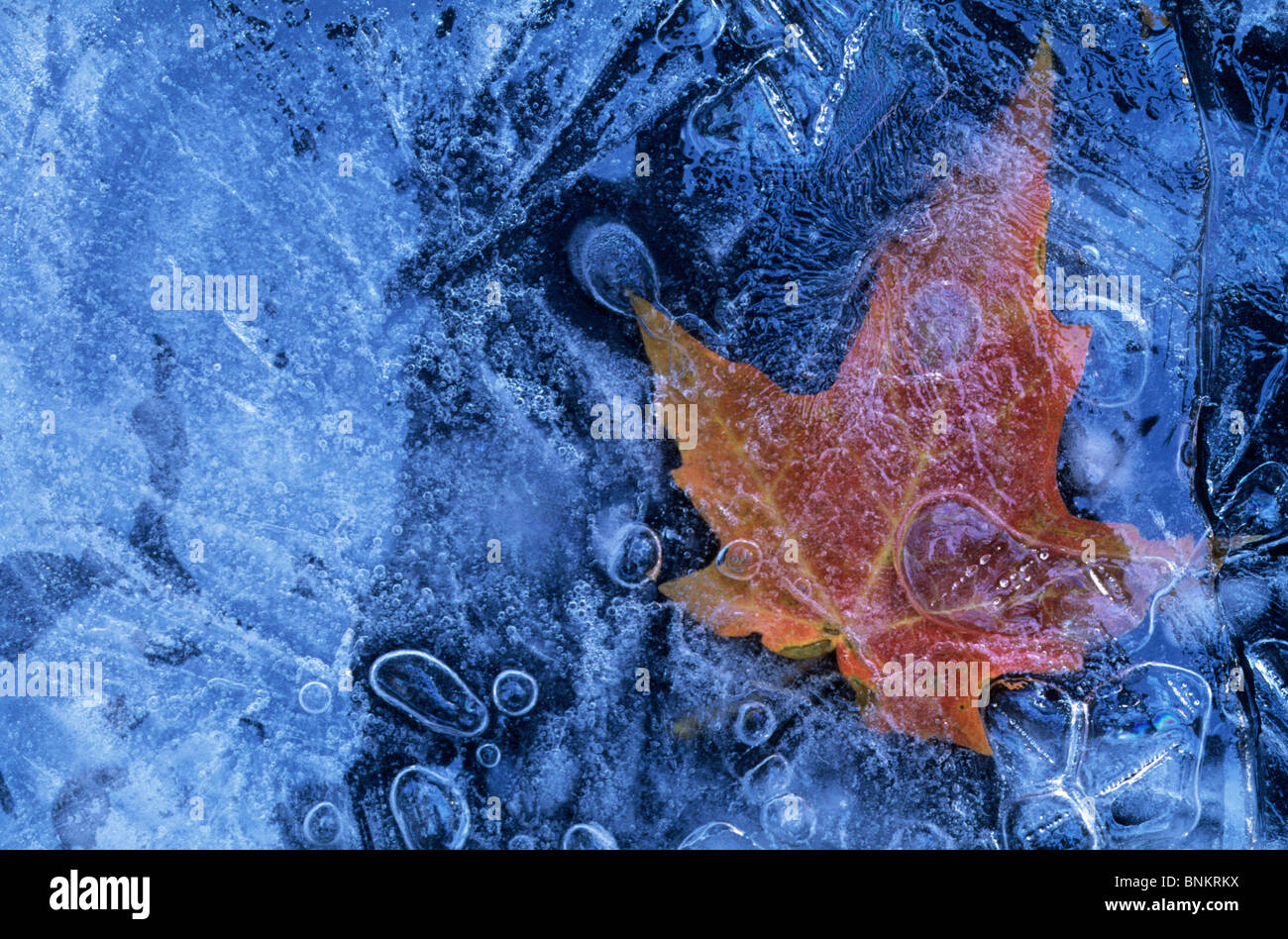 Nature physical detail physical still life close-up sheet leaf Red ice ...