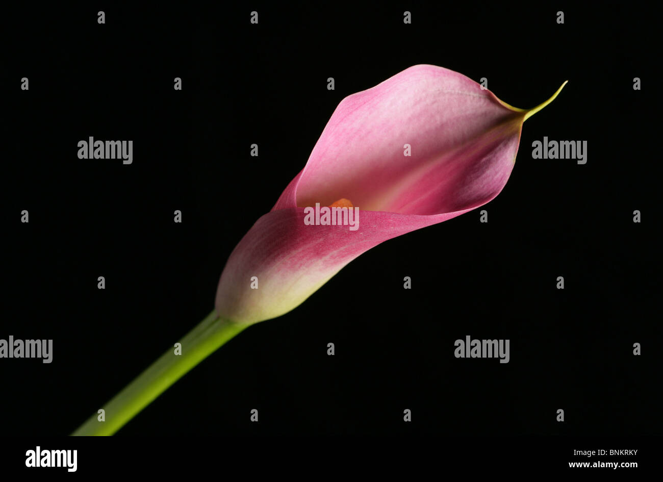 Pink Calla Lily Stock Photo - Alamy