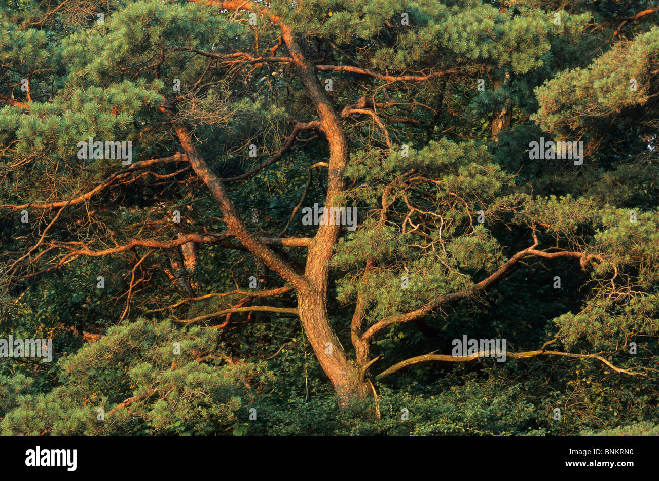 Nature tree wood forest conifer light morning light branch knot ...