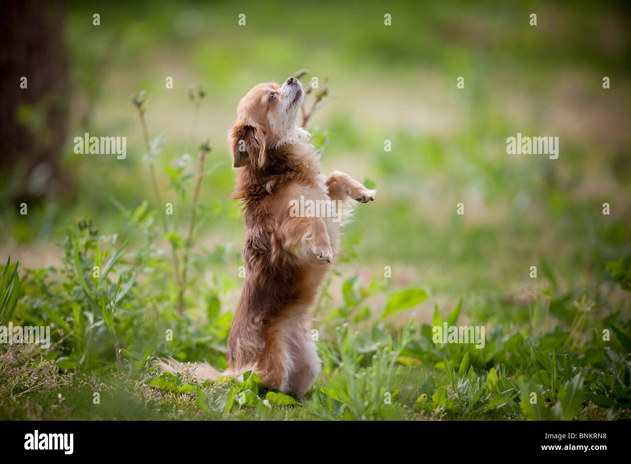 Begging with dog hi-res stock photography and images - Alamy