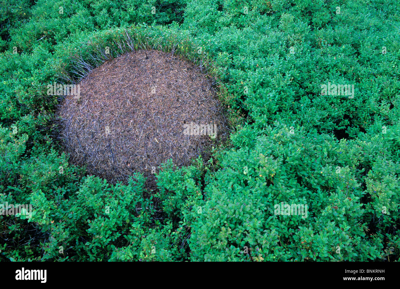 Nature insect insects ants ant heaps ant-hills protected safely around ...