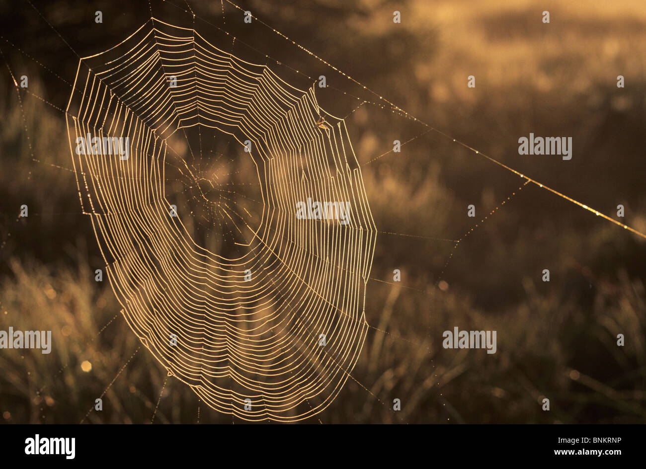 Nature spider spiders spider net piece of art morning morning light ...