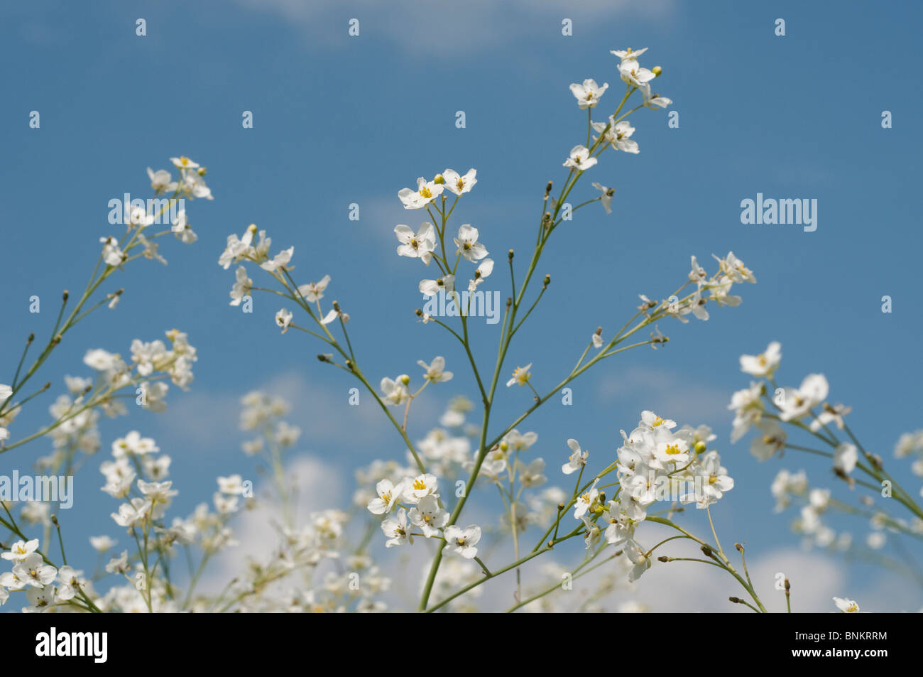 Crambe cordifolia hi-res stock photography and images - Alamy
