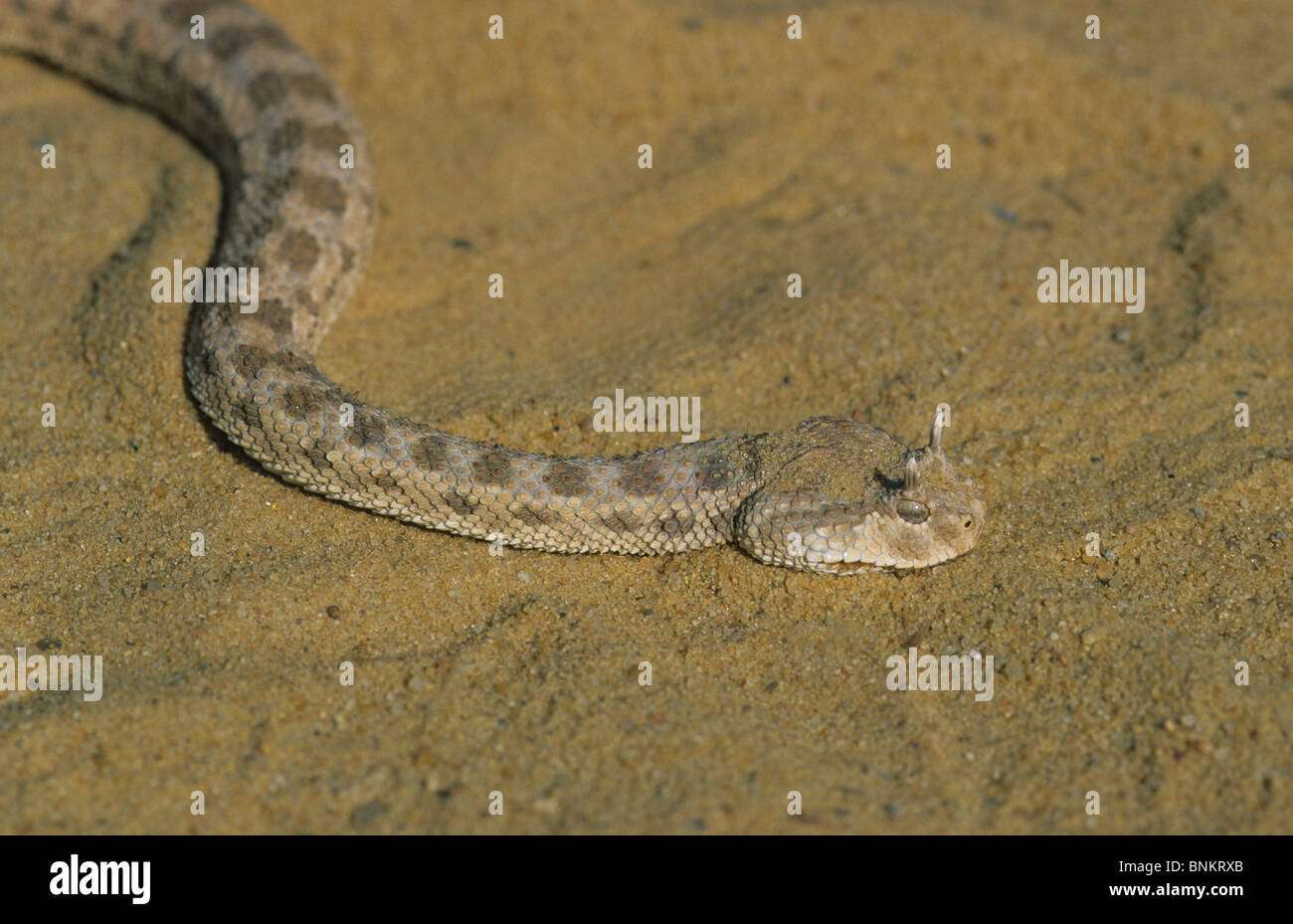 Horned desert viper in the sand / Cerastes cerastes Stock Photo - Alamy