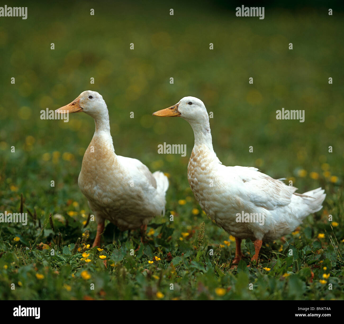 two domestic ducks meadow Stock Photo - Alamy