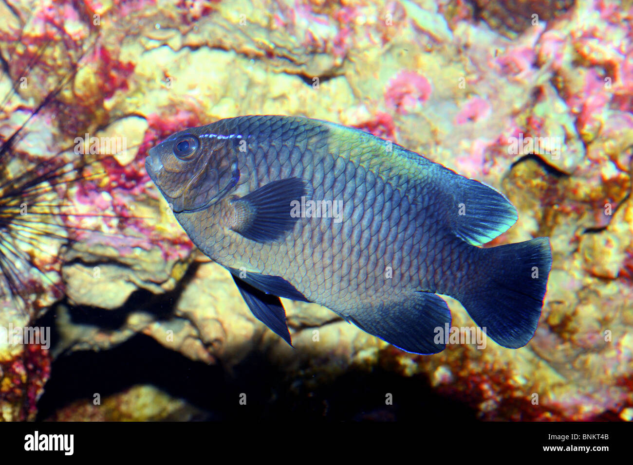 Blue Velvet Damselfish