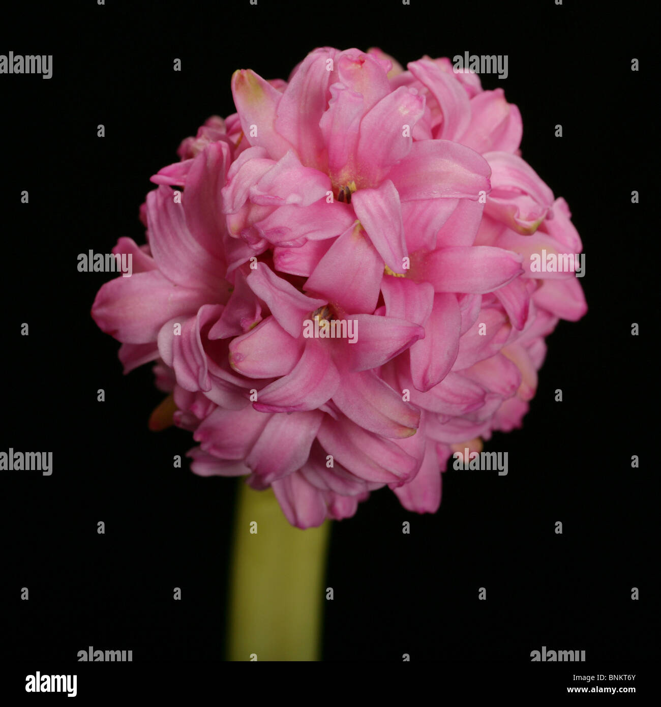 fuchsia hyacinth stem single Stock Photo - Alamy