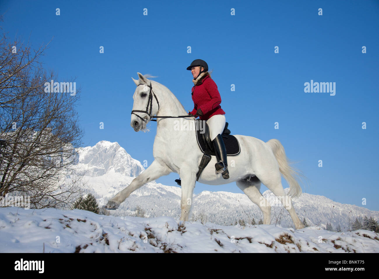 woman riding on Lipizzan horse in snow Stock Photo - Alamy