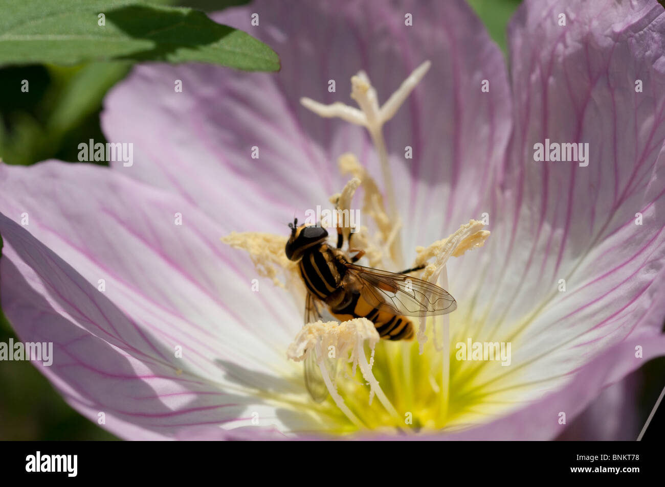 Bee in Evening primrose flower, Oenothera speciosa 'Rosa' Stock Photo ...