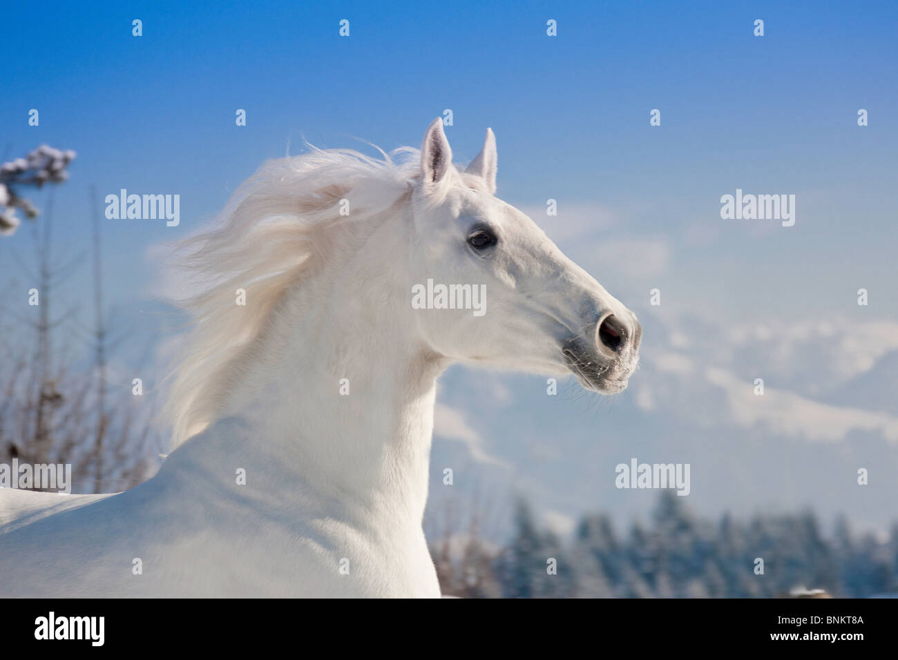 Lipizzan horse portrait Stock Photo - Alamy