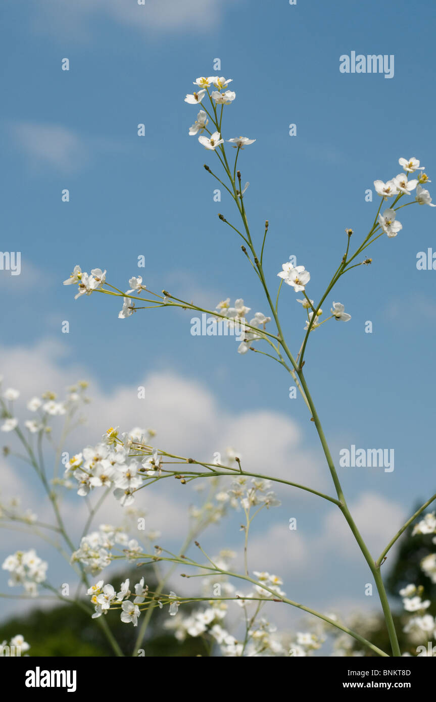 Crambe cordifolia hi-res stock photography and images - Alamy