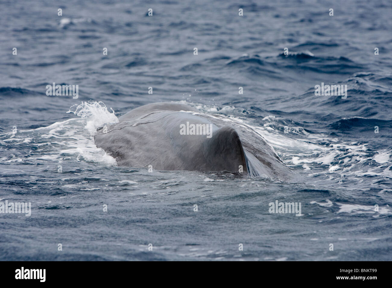 Pottwal pottwal hi-res stock photography and images - Alamy