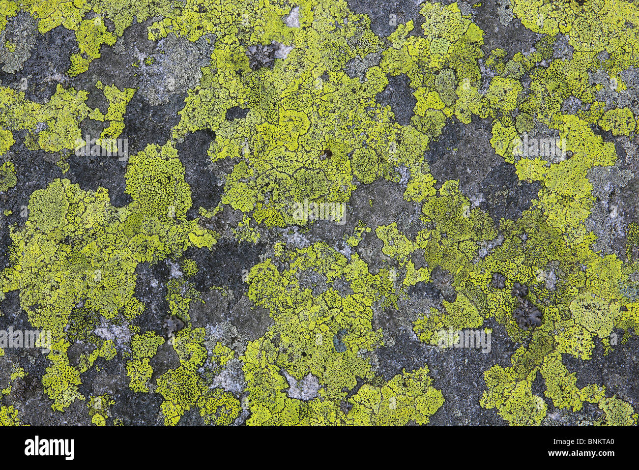 To nightmares Alps mountain mountains detail cliff lichen lichens ...