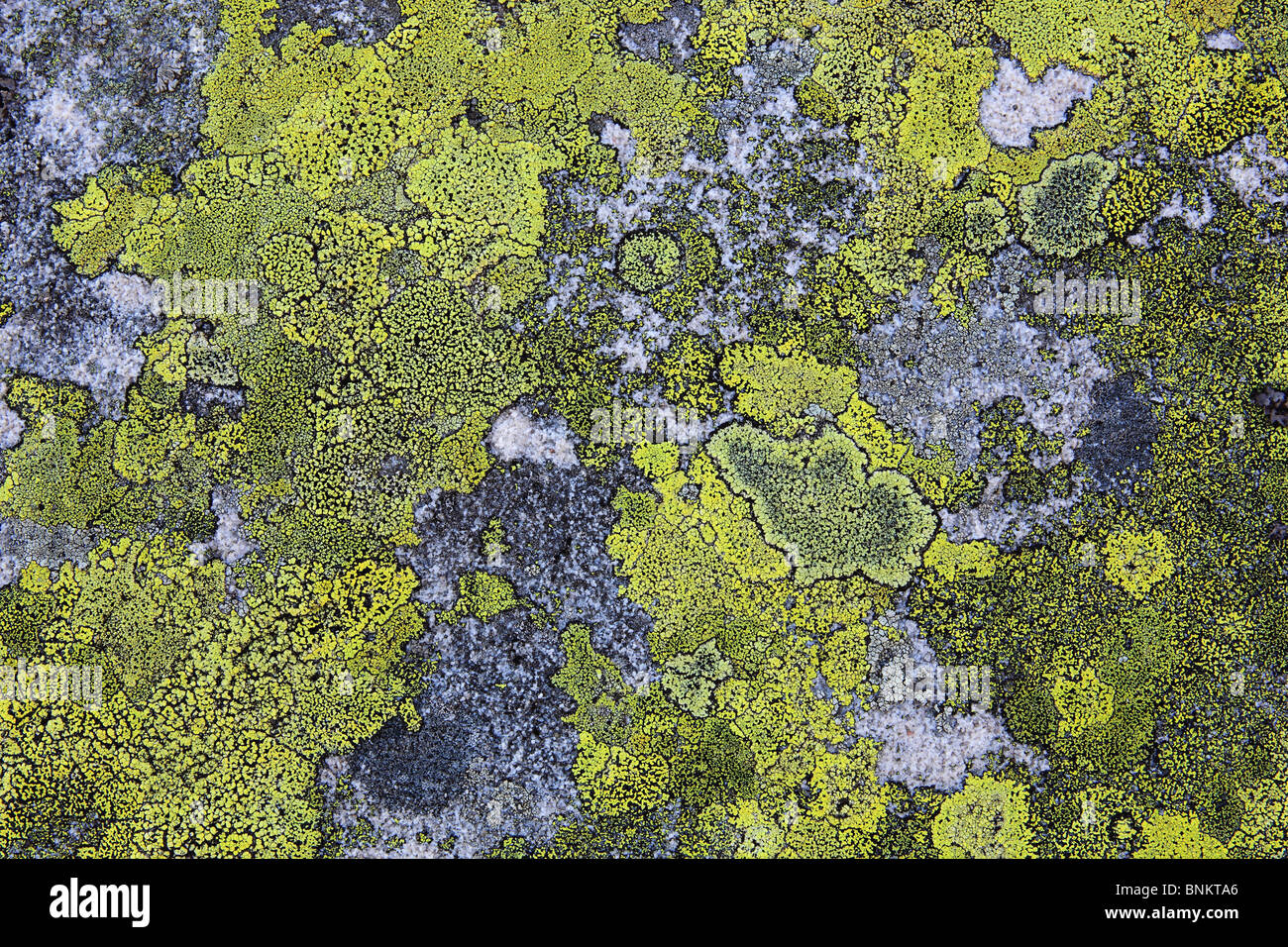 To nightmares Alps mountain mountains detail cliff lichen lichens ...