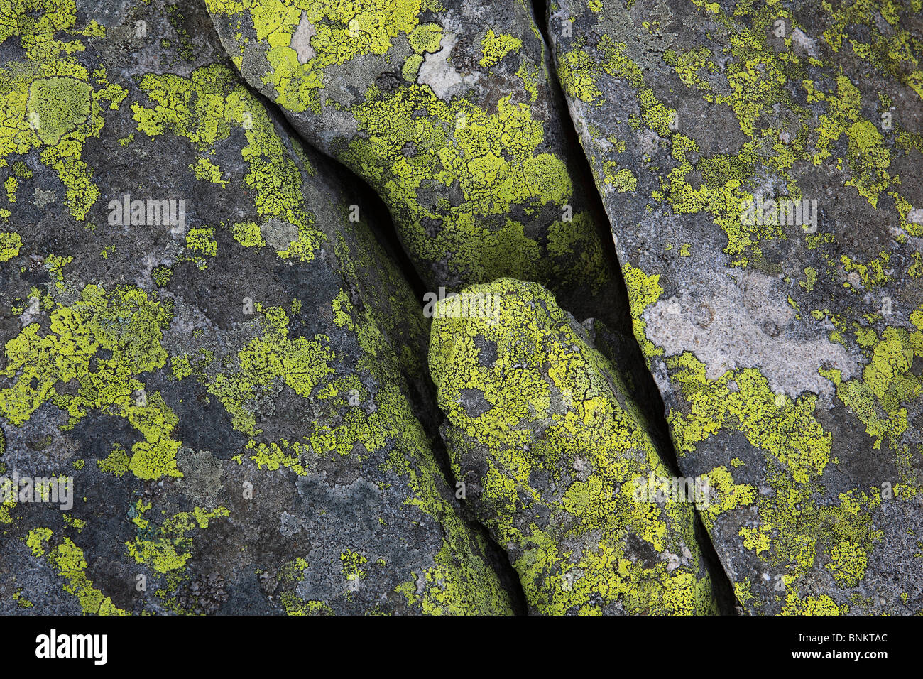To nightmares Alps mountain mountains detail cliff lichen lichens ...