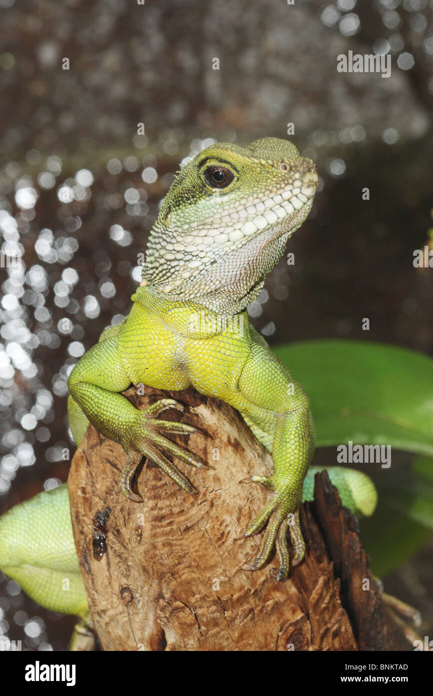 Chinese Water dragon at tree stump / Physignathus cocincinus Stock ...