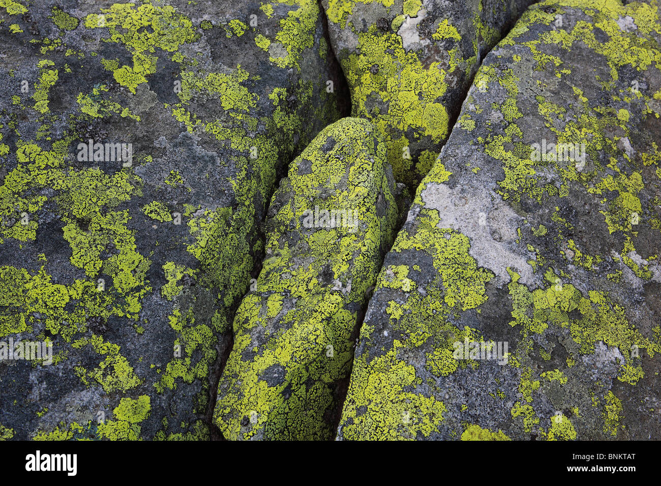 To nightmares Alps mountain mountains detail cliff lichen lichens ...