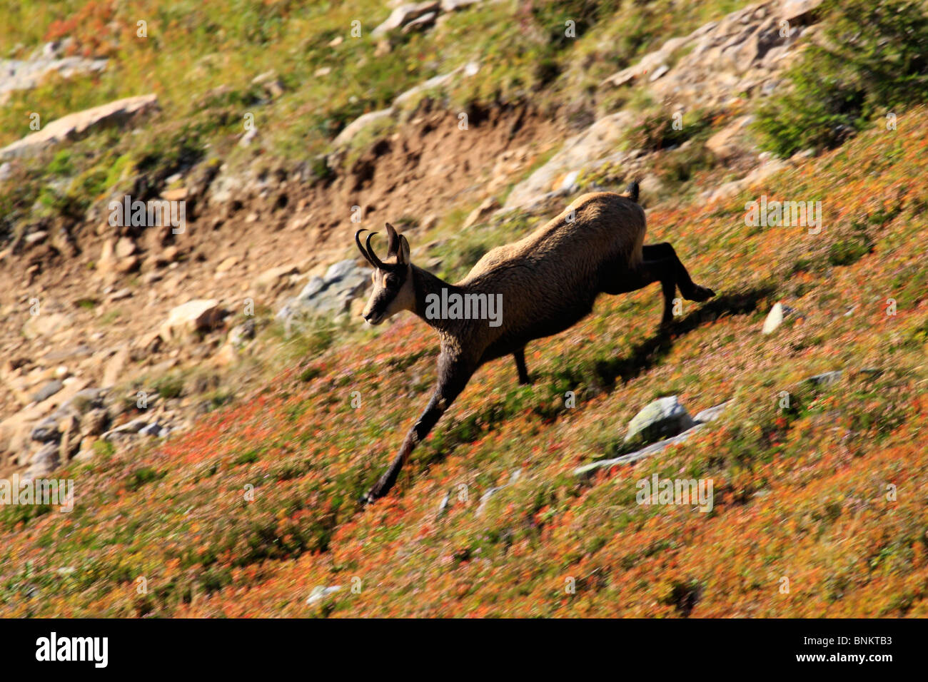 Action the Alps nightmares Alps fauna Alpine fauna alpine Chamois ...