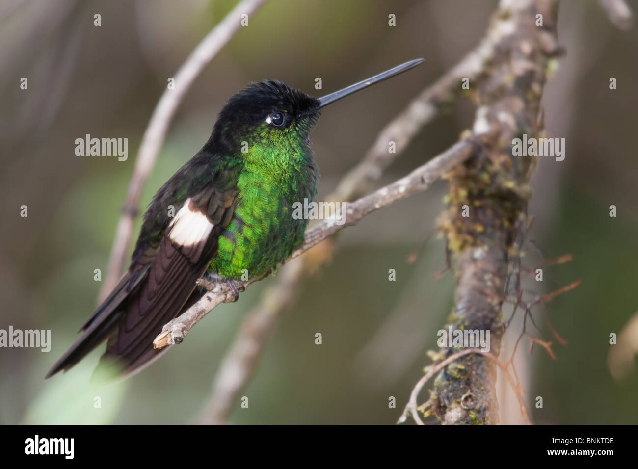 Buff winged star frontlet hi-res stock photography and images - Alamy