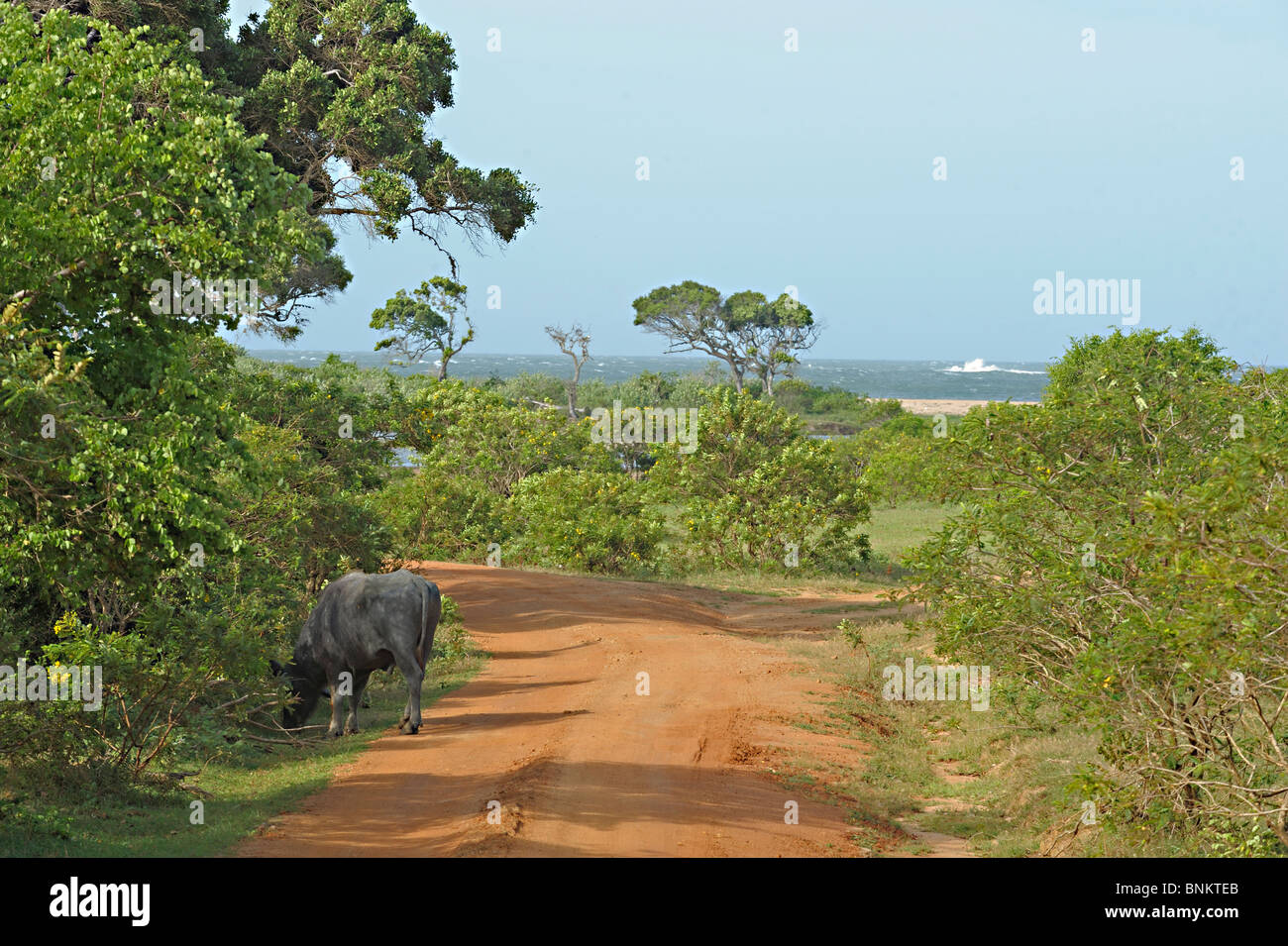 Ruhuna national park hi-res stock photography and images - Alamy