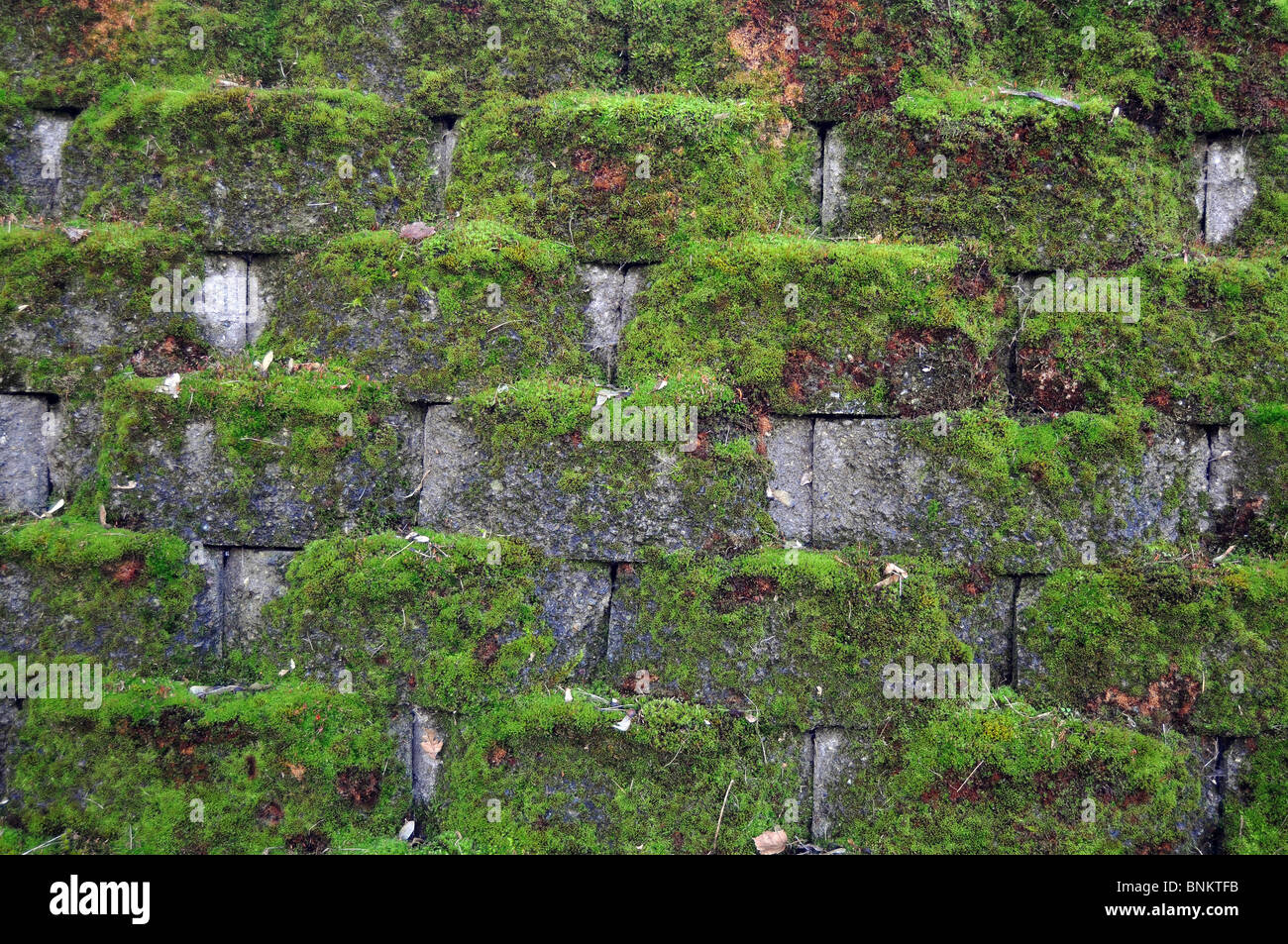 Why Does Moss Grow On Bricks