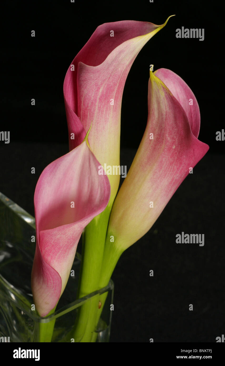 3 lilies hi-res stock photography and images - Alamy