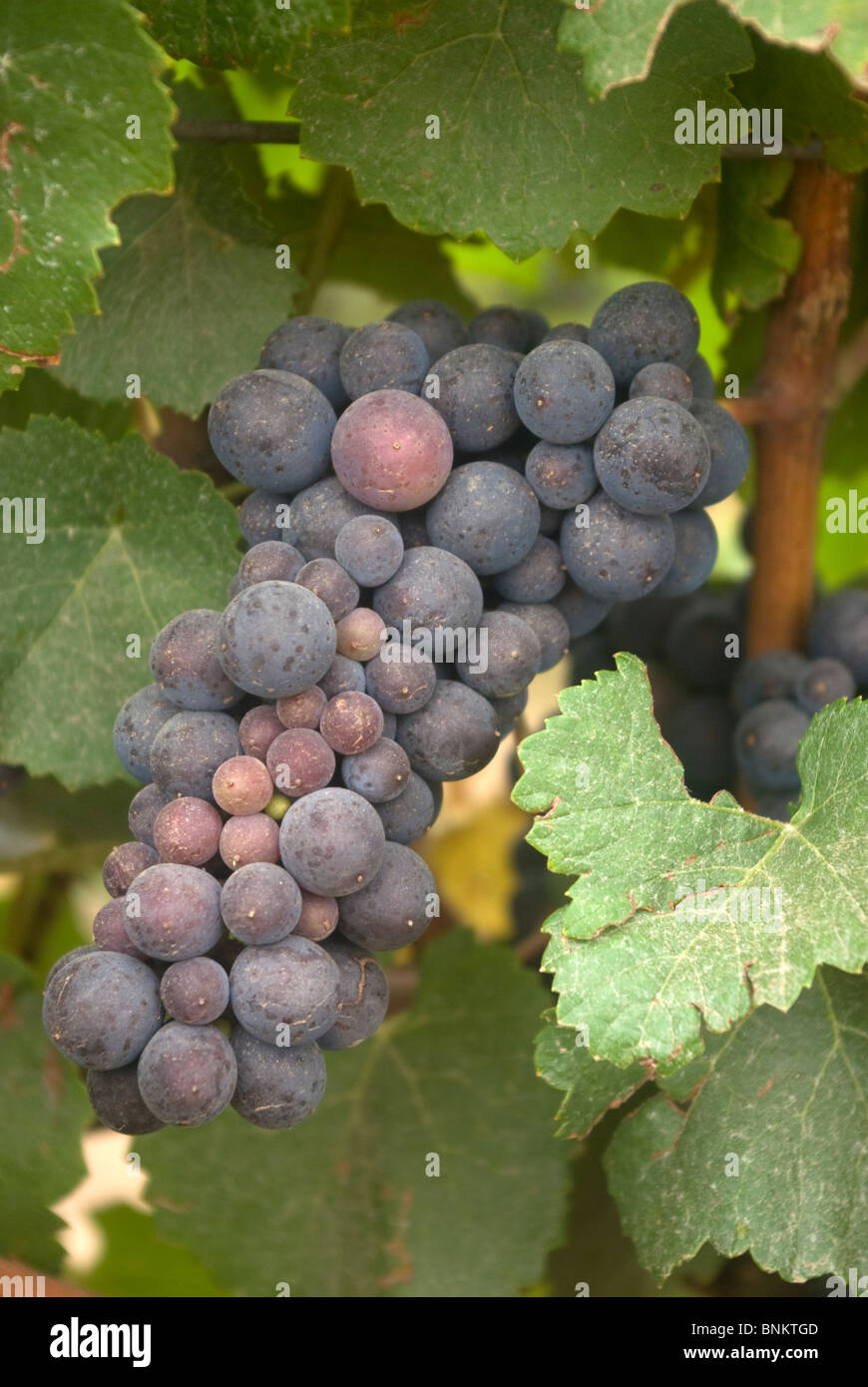 Pinot Noir Grapes undergoing color change (veraison) in Santa Lucia ...
