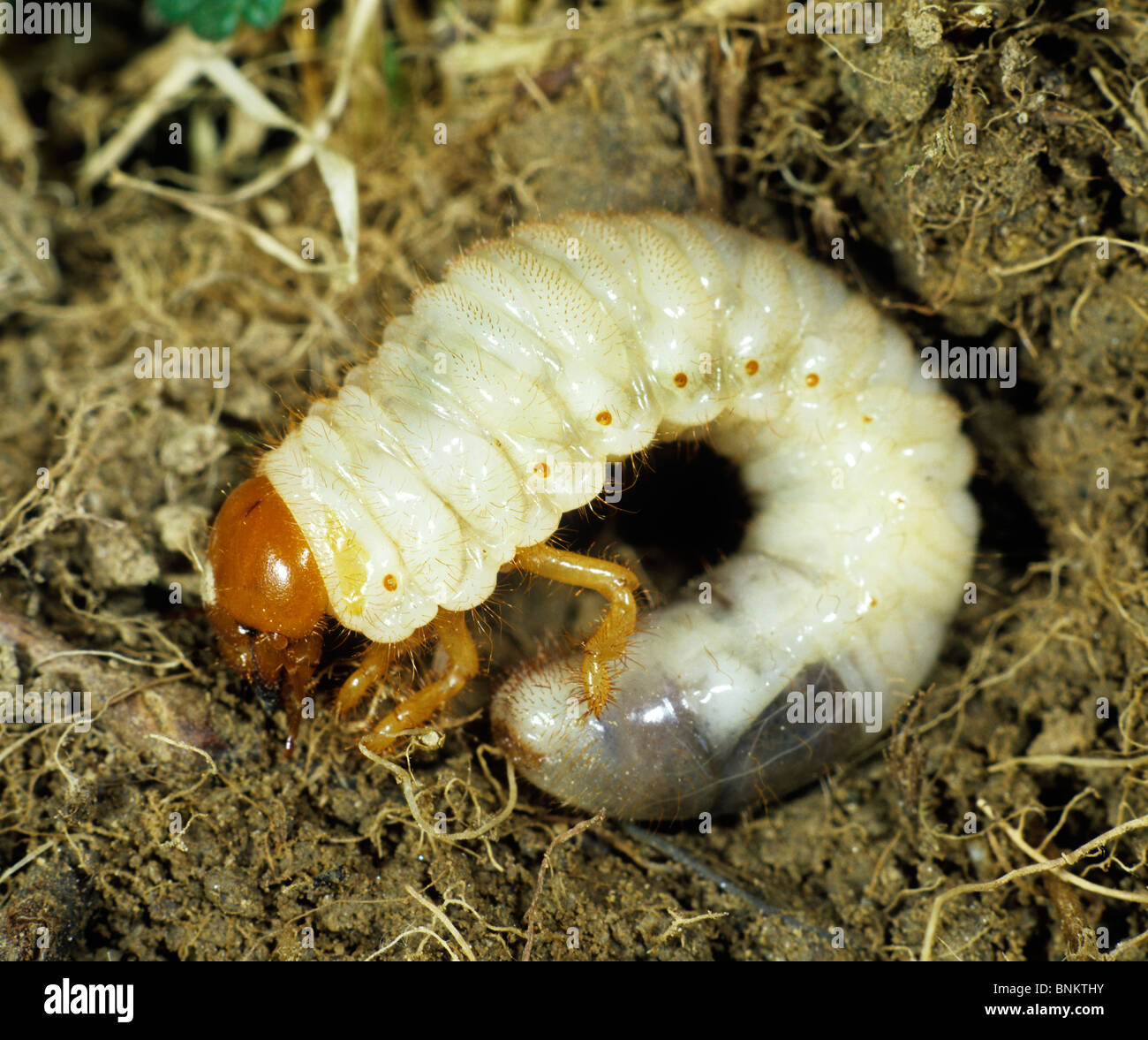 Common Cockchafer larva / Melolontha vulgaris Stock Photo - Alamy