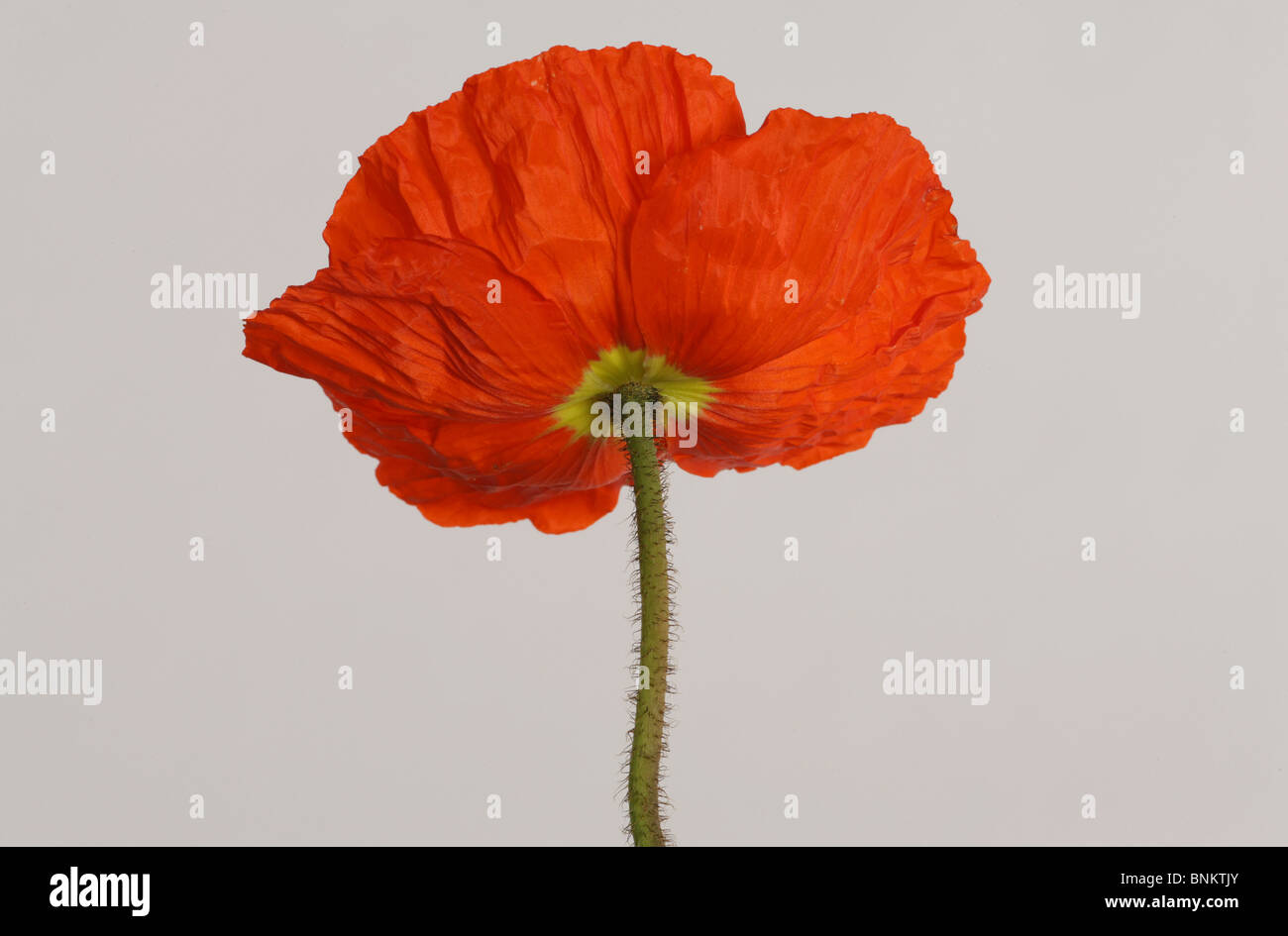 back of red poppy Stock Photo - Alamy