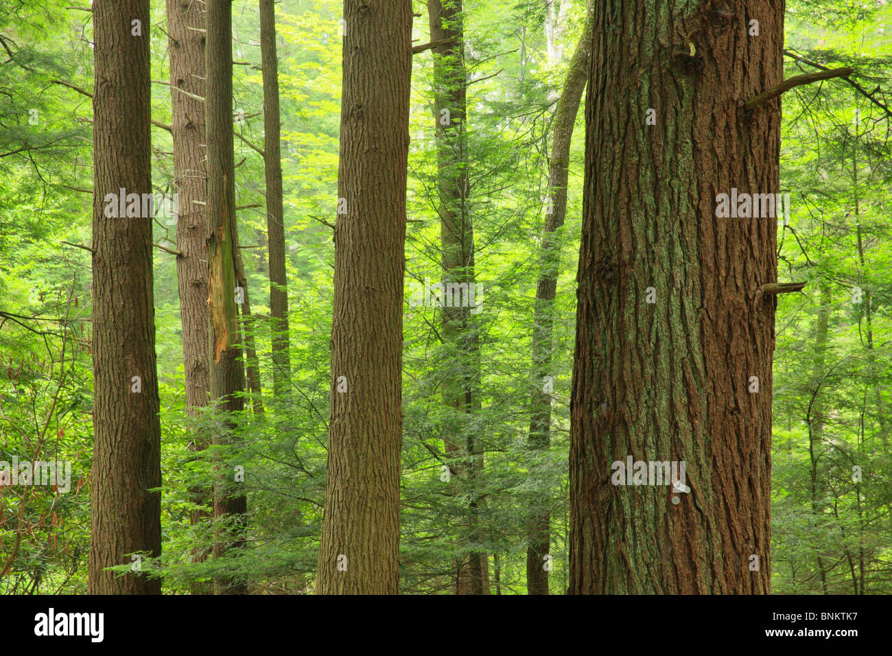 Cathedral State Park, Brookside, West Virginia, USA Stock Photo - Alamy