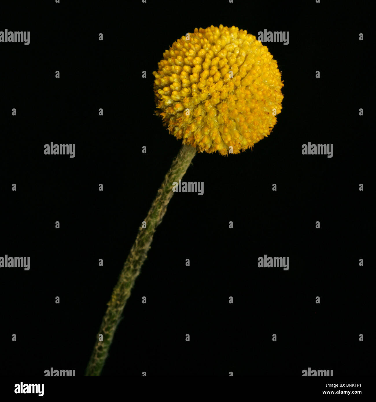 yellow ball flowers Stock Photo - Alamy